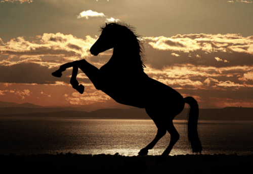 Leadership lessons you can learn from horses - Finish Line® Horse ...