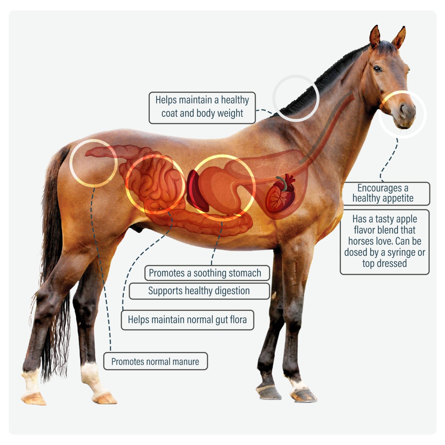 U-7™ Gastric Aid - Finish Line® Horse Products, Inc