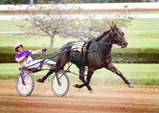 Muscle Tone™ - Finish Line® Horse Products, Inc