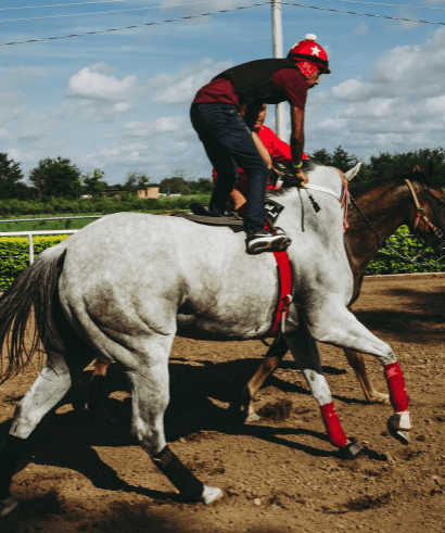 Why muscle building matters for a performance horse - Finish Line ...